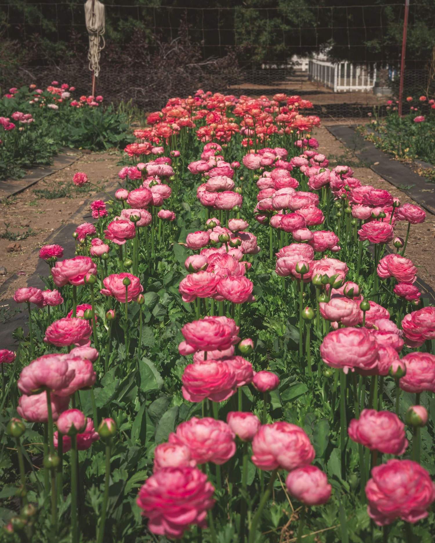 Ranunculus Growing Guide: From Corm to Bloom — Sierra Flower Farm