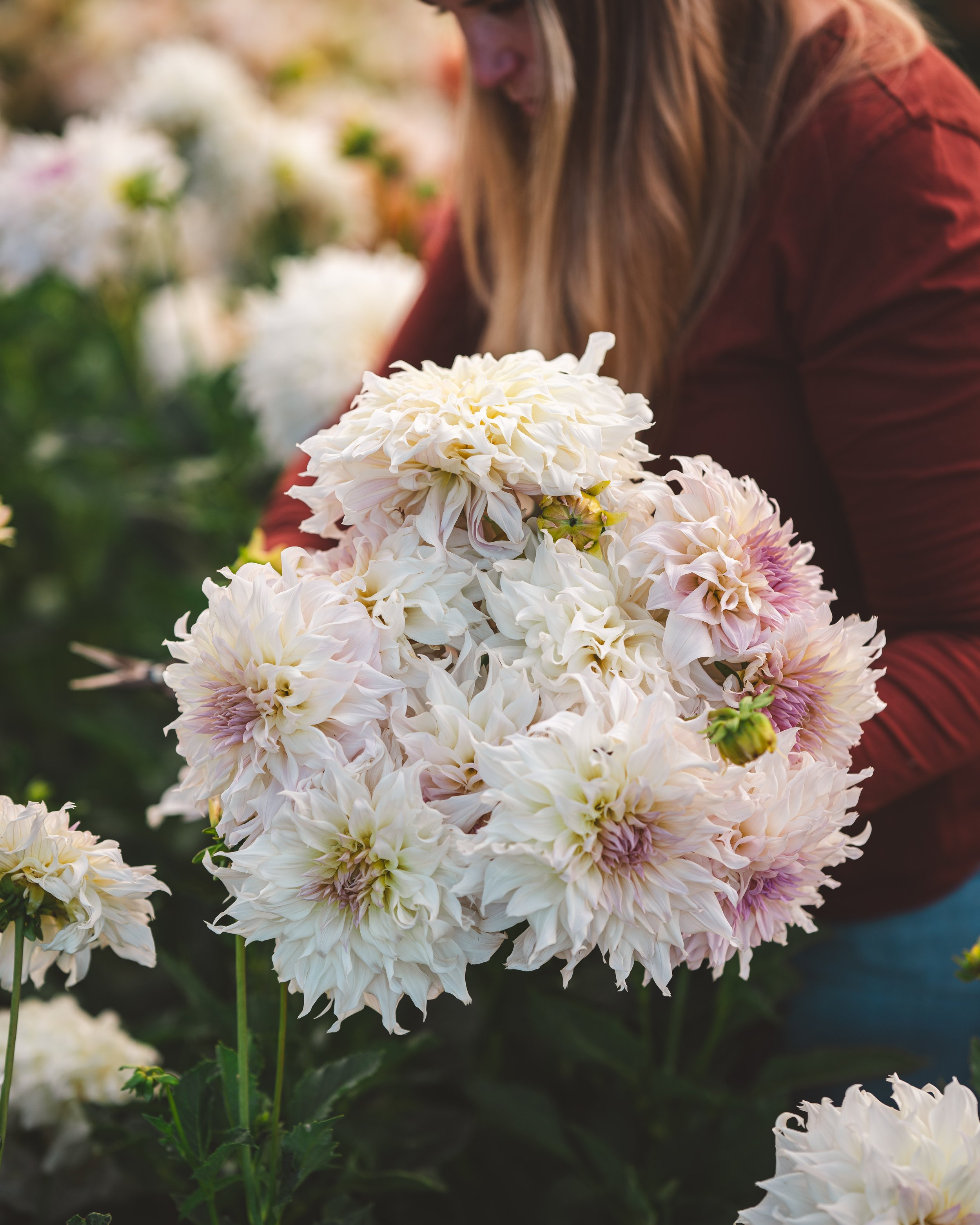 Sierra Flower Farm