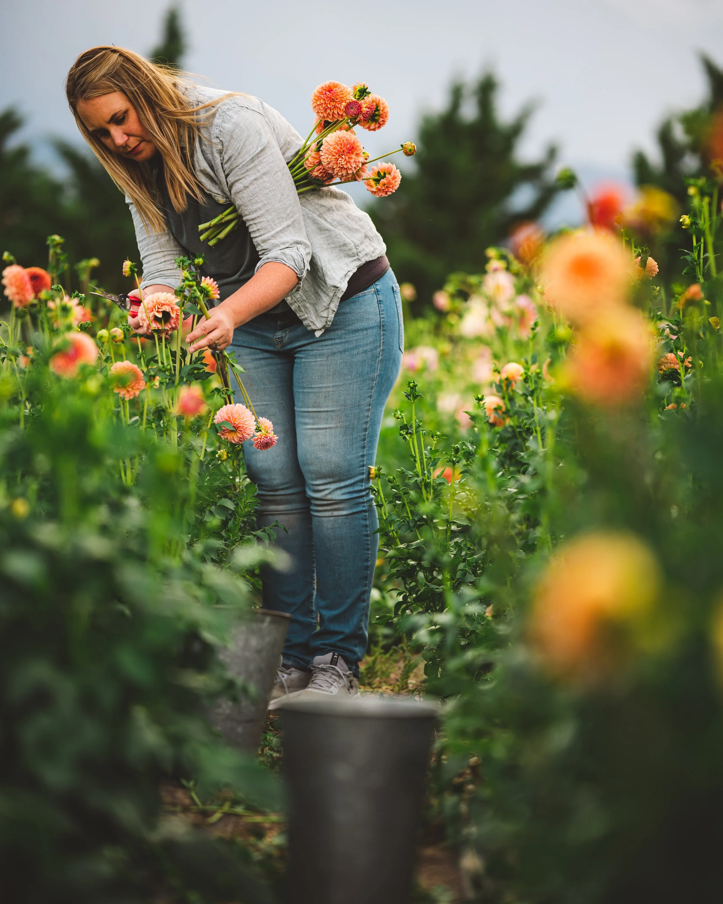 Starting Strong | Essential Varieties and Tips for Your First Year of Flower Farming — Sierra ...