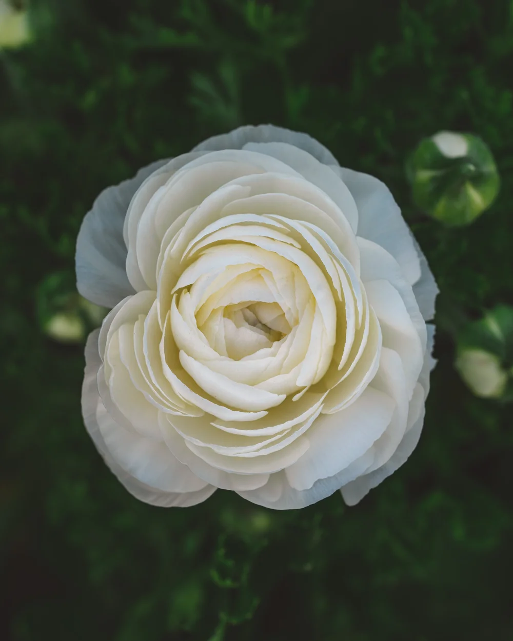 Ranunculus Growing Guide: From Corm to Bloom — Sierra Flower Farm