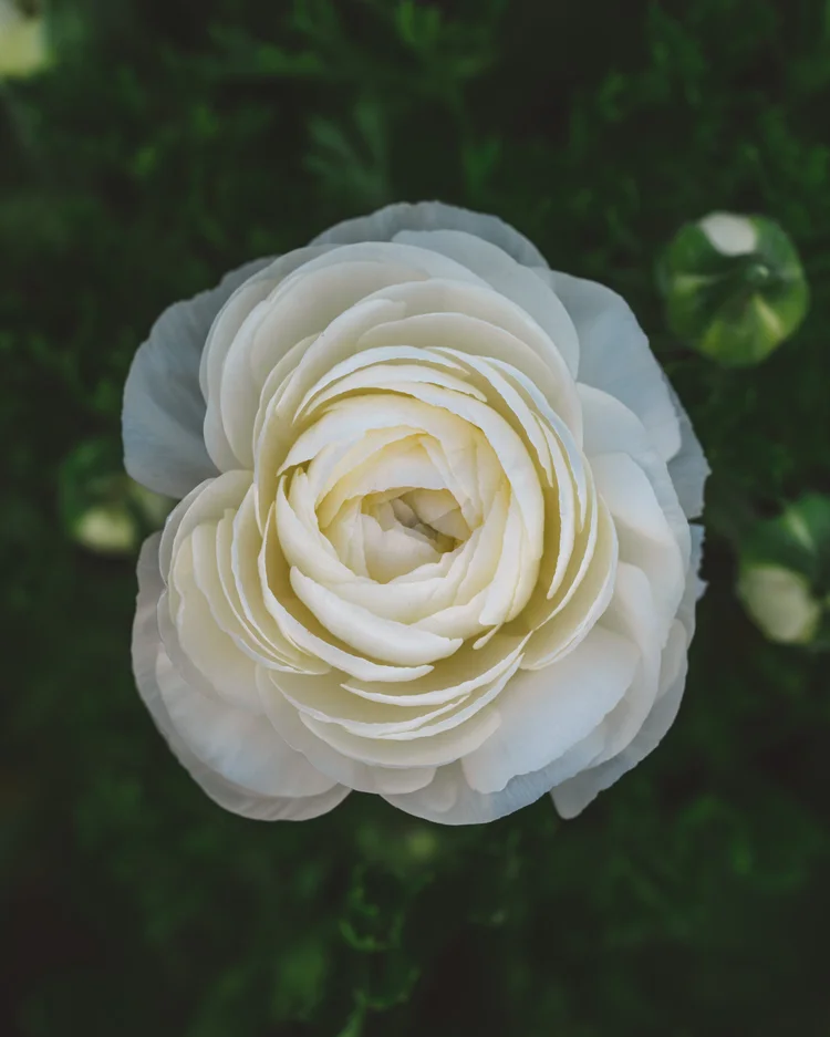 Ranunculus Growing Guide: From Corm to Bloom — Sierra Flower Farm