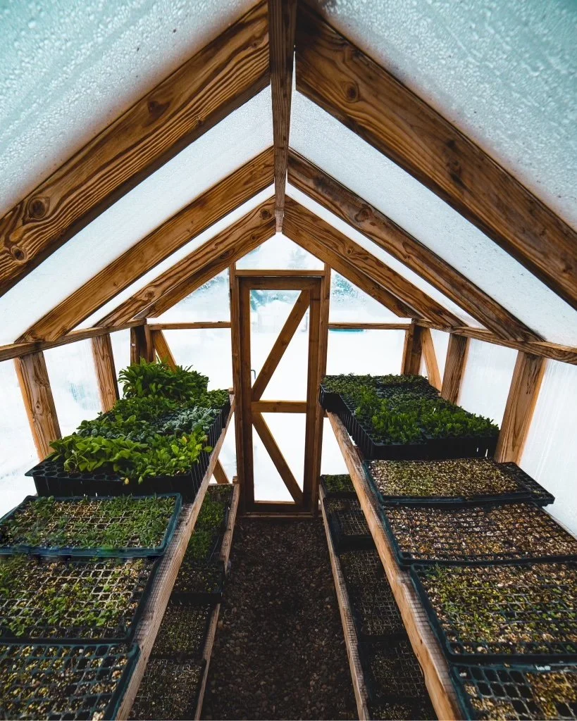 Troubleshooting Seed Germination: A Flower Farmer’s Guide — Sierra ...