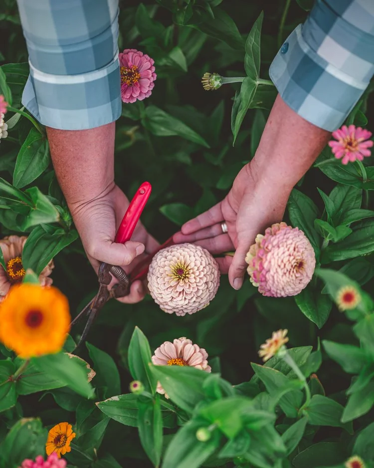Sierra Flower Farm