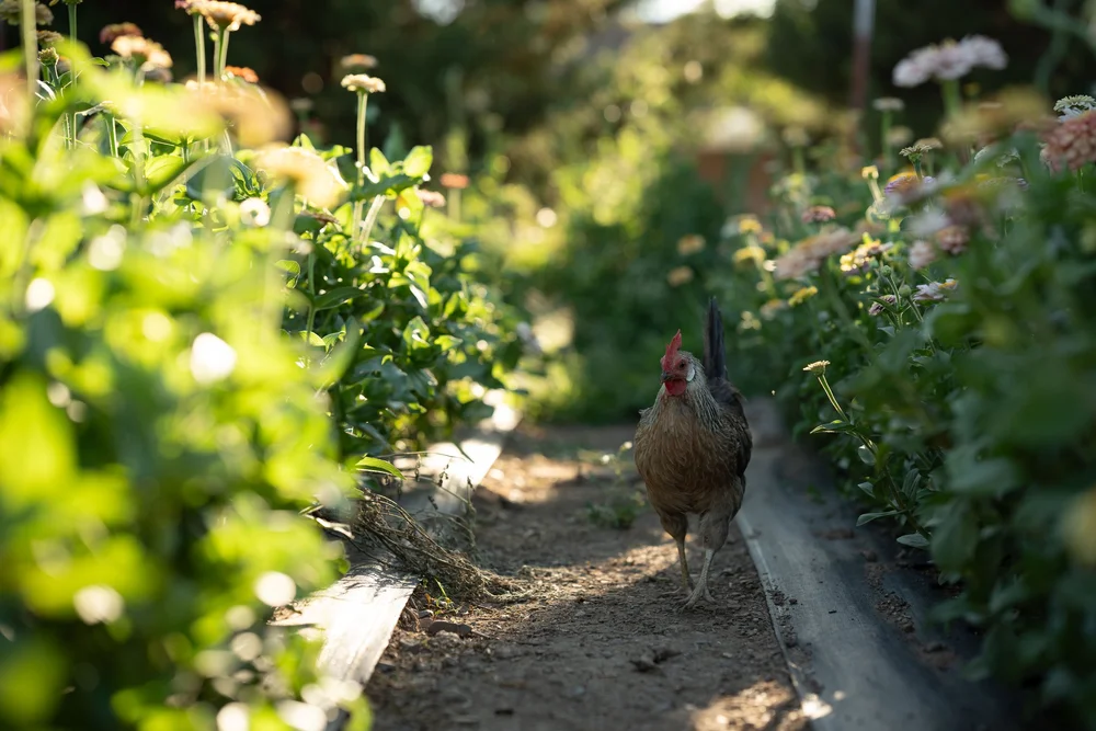 Flower Farming Field Notes — Sierra Flower Farm