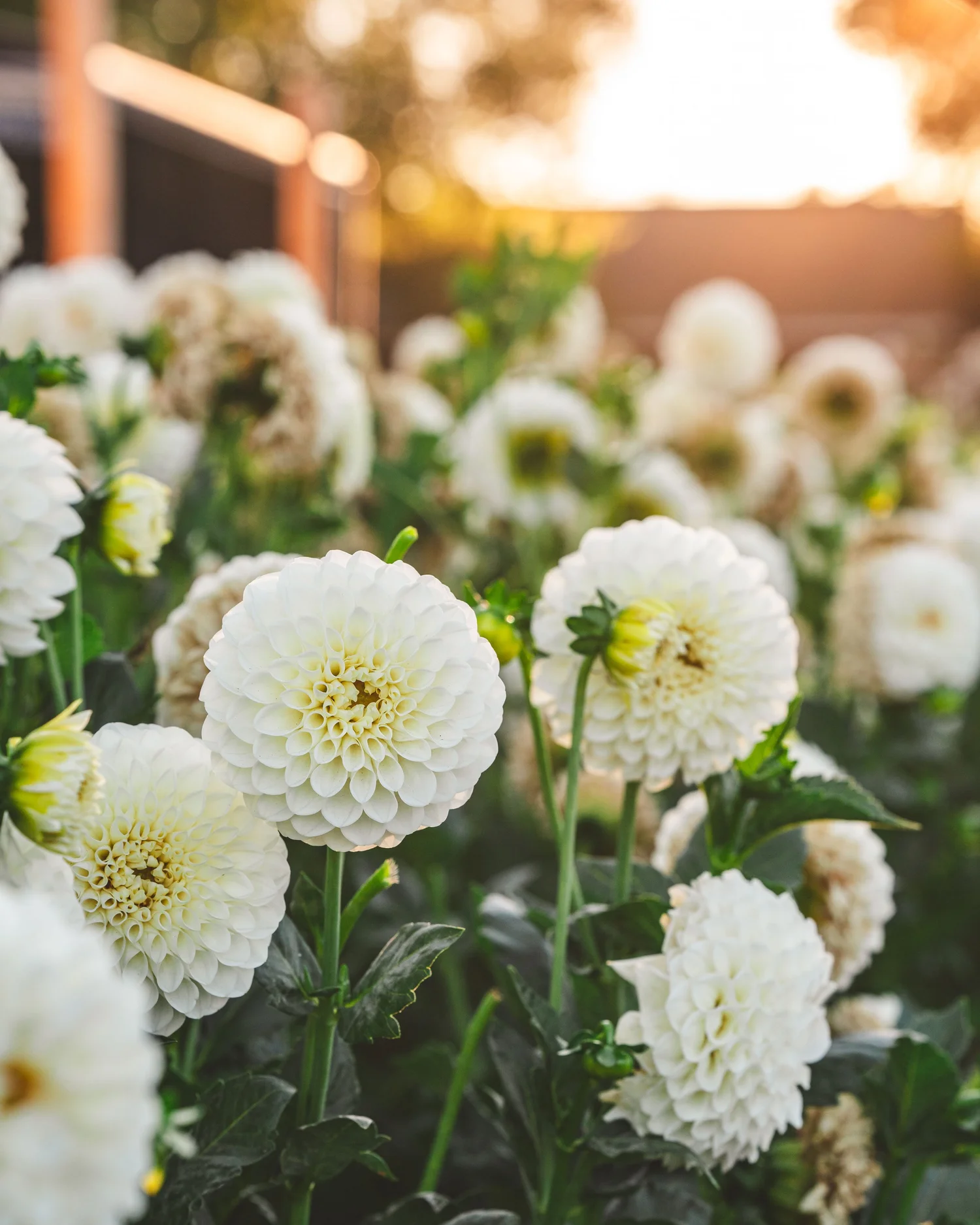 Dahlia Tubers for Sale | Premium, Homegrown Dahlia Varieties — Sierra ...
