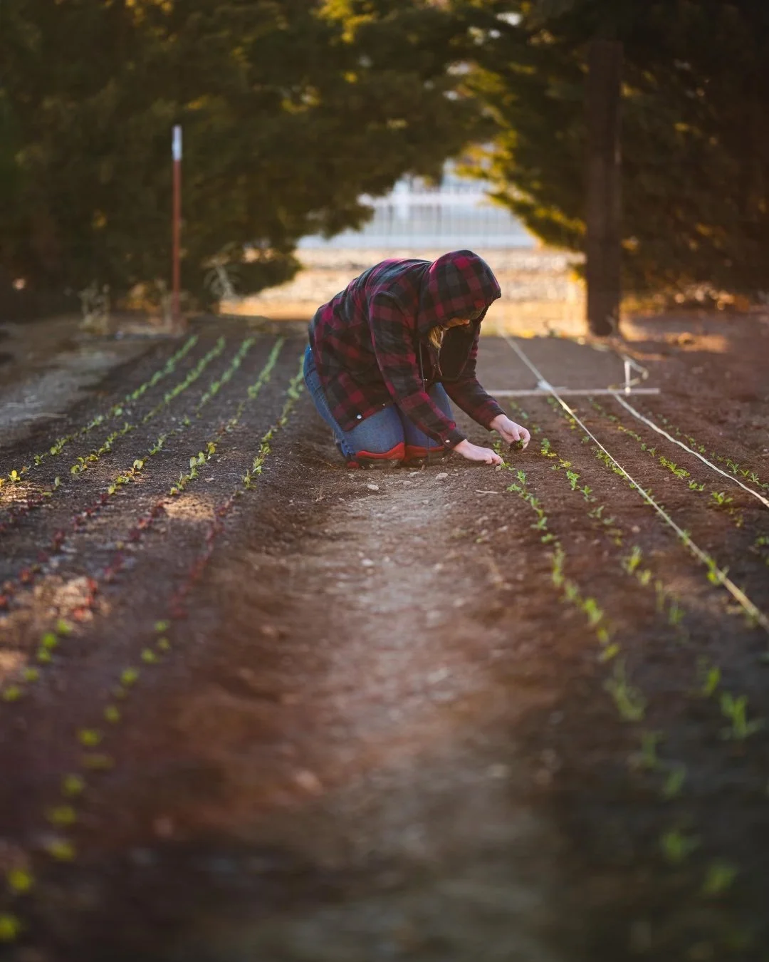 How to Start Selling Flowers Before Your First Bloom | Flower Farming ...