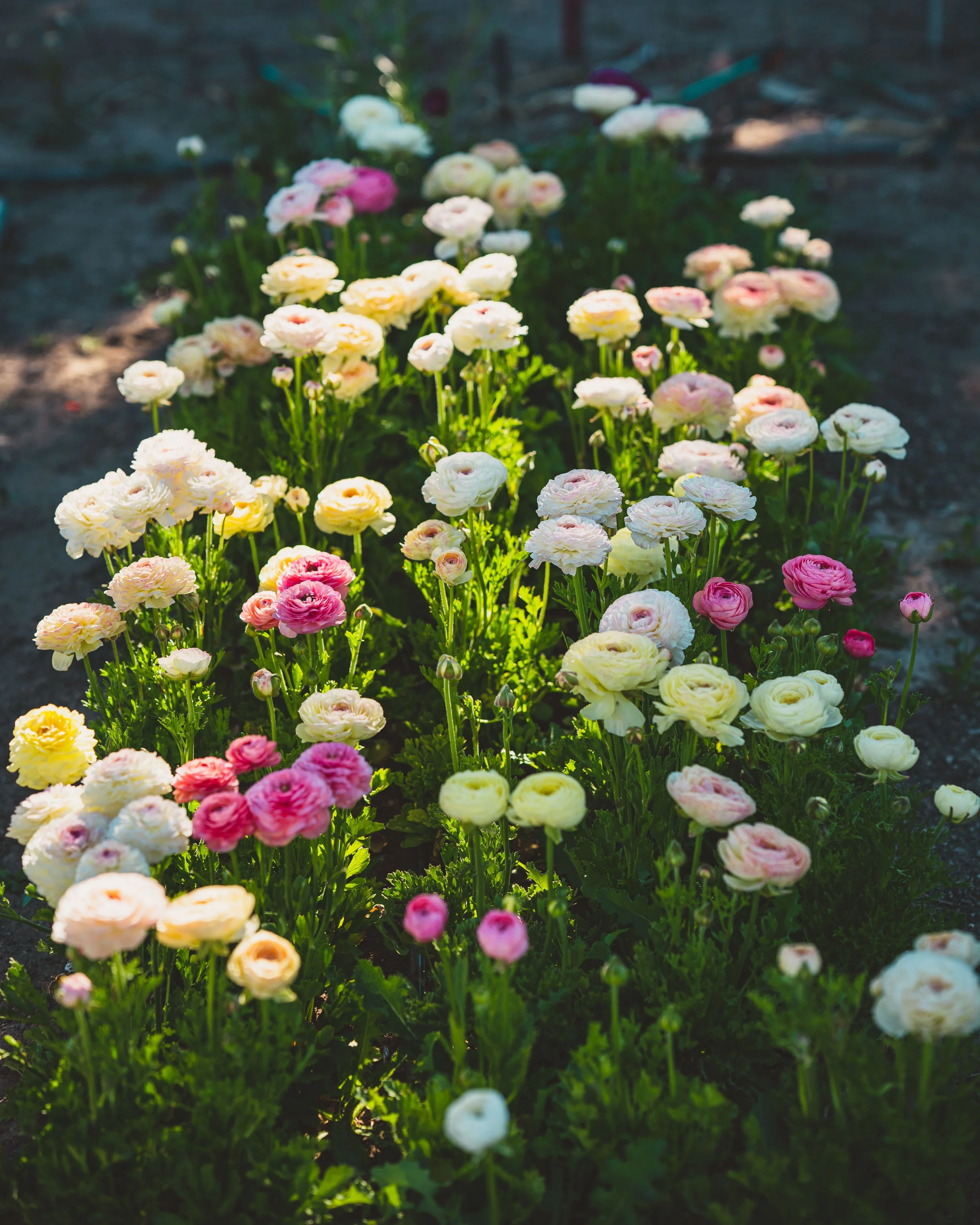 Ranunculus Growing Guide: From Corm to Bloom — Sierra Flower Farm