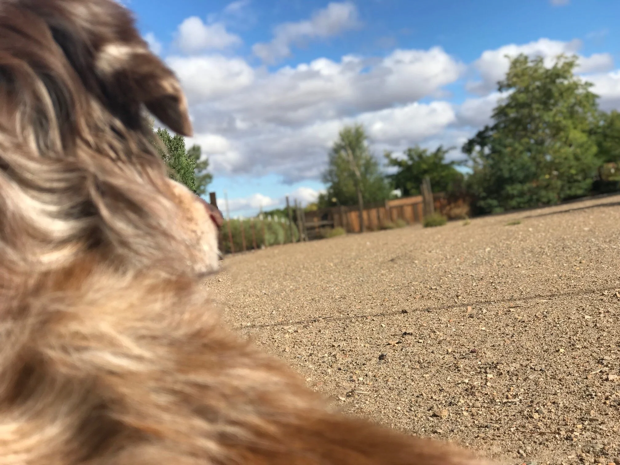 How to Lay Out Your Cut Flower Field: Tips for Flower Farmers — Sierra ...