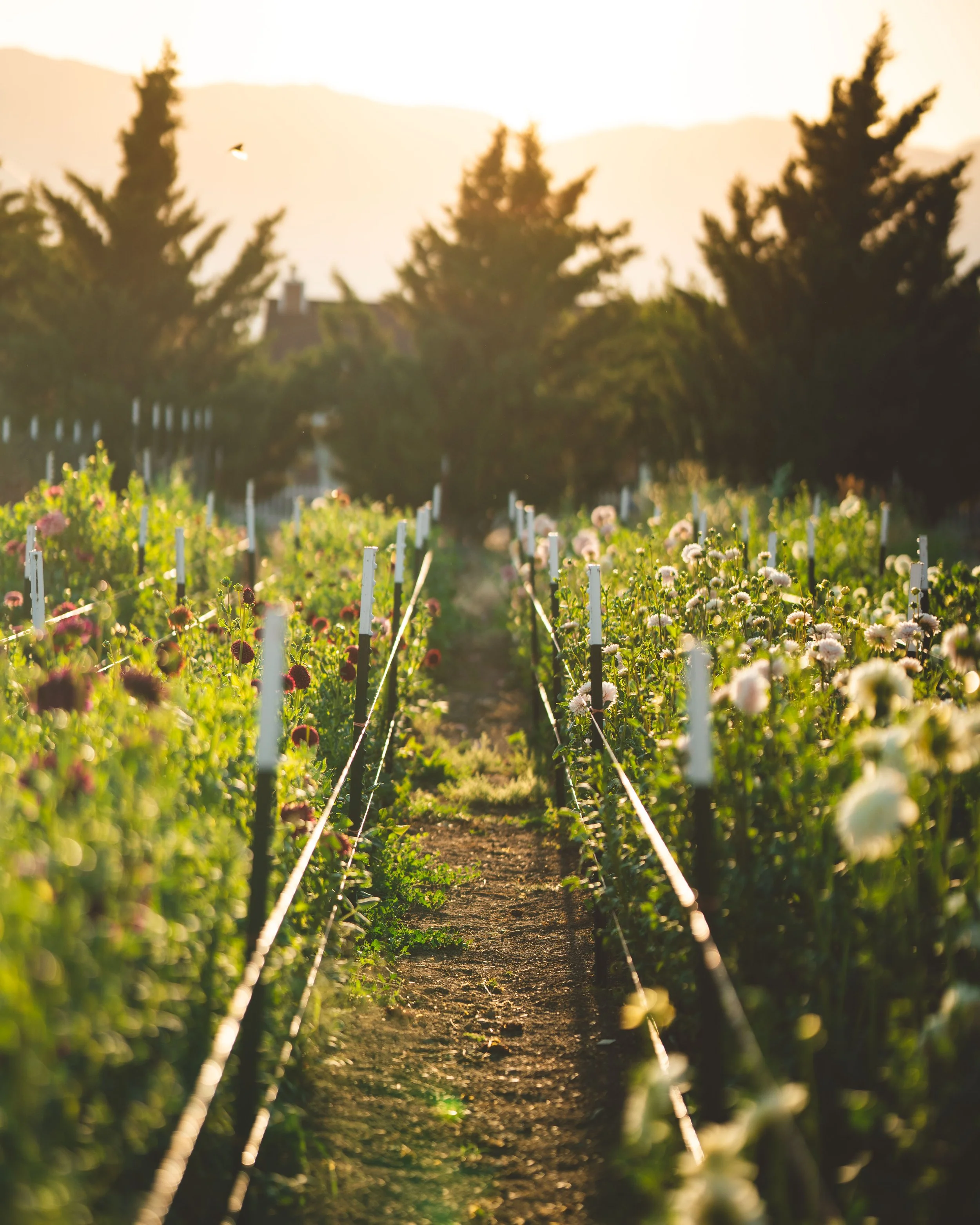 How to Grow Dahlias: A Complete Guide for Gardeners and Farmers ...