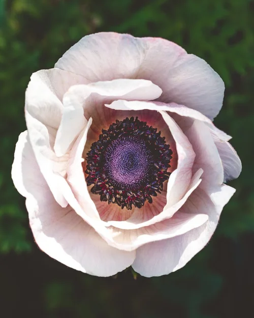 Anemone Growing Guide: Tips for Vibrant Spring Blooms — Sierra Flower Farm