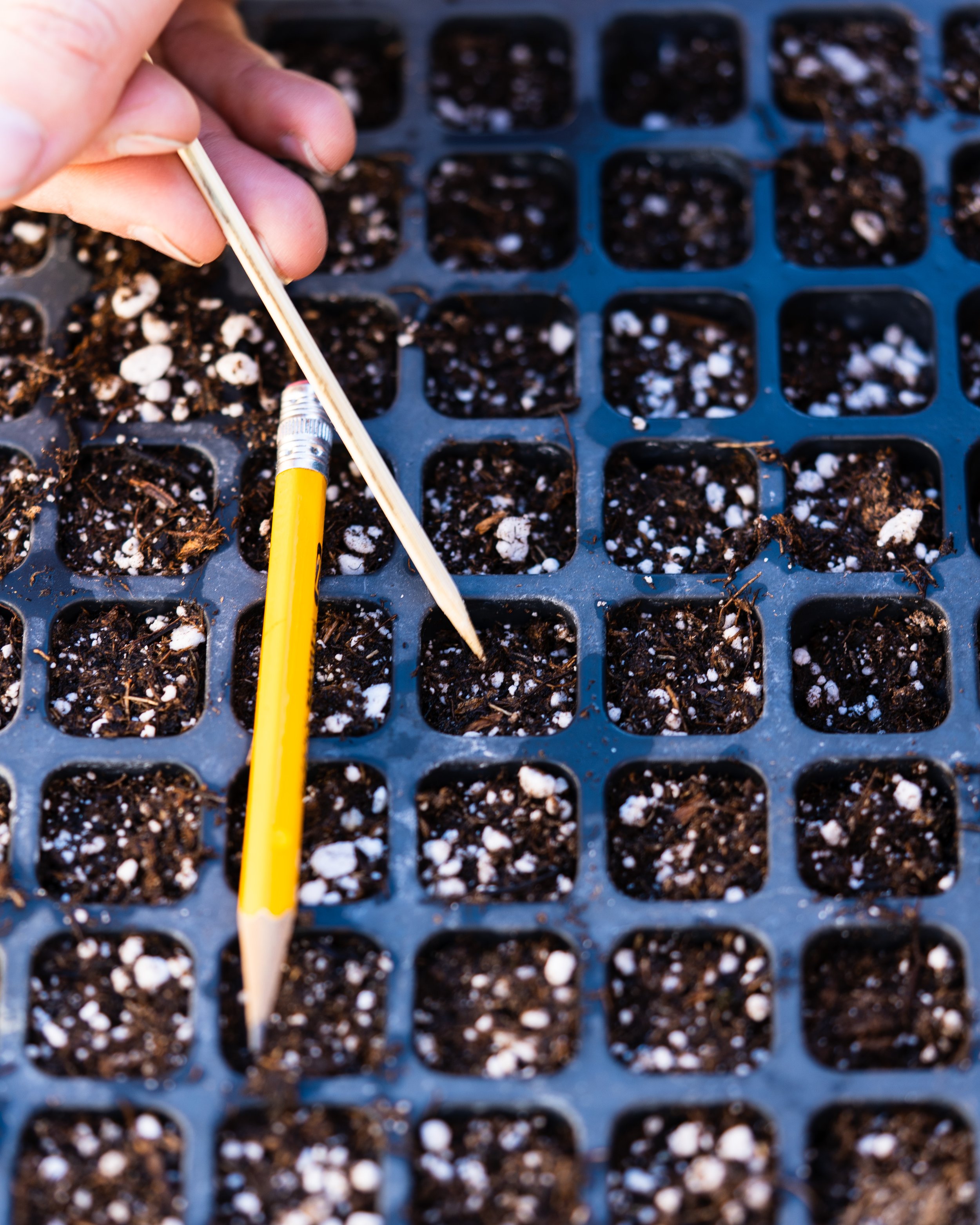 Seed Starting for Flower Farmers: Tips for Success — Sierra Flower Farm