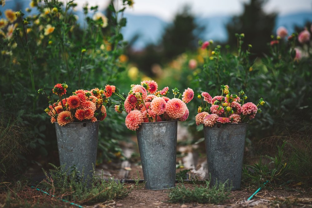 Sierra Flower Farm