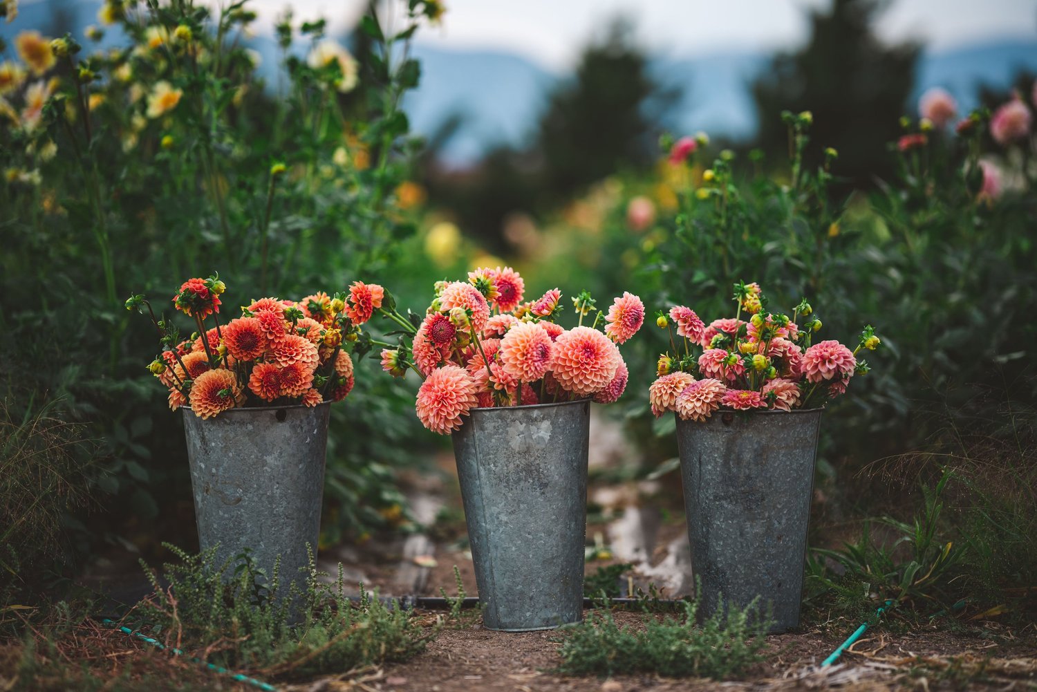 Sierra Flower Farm