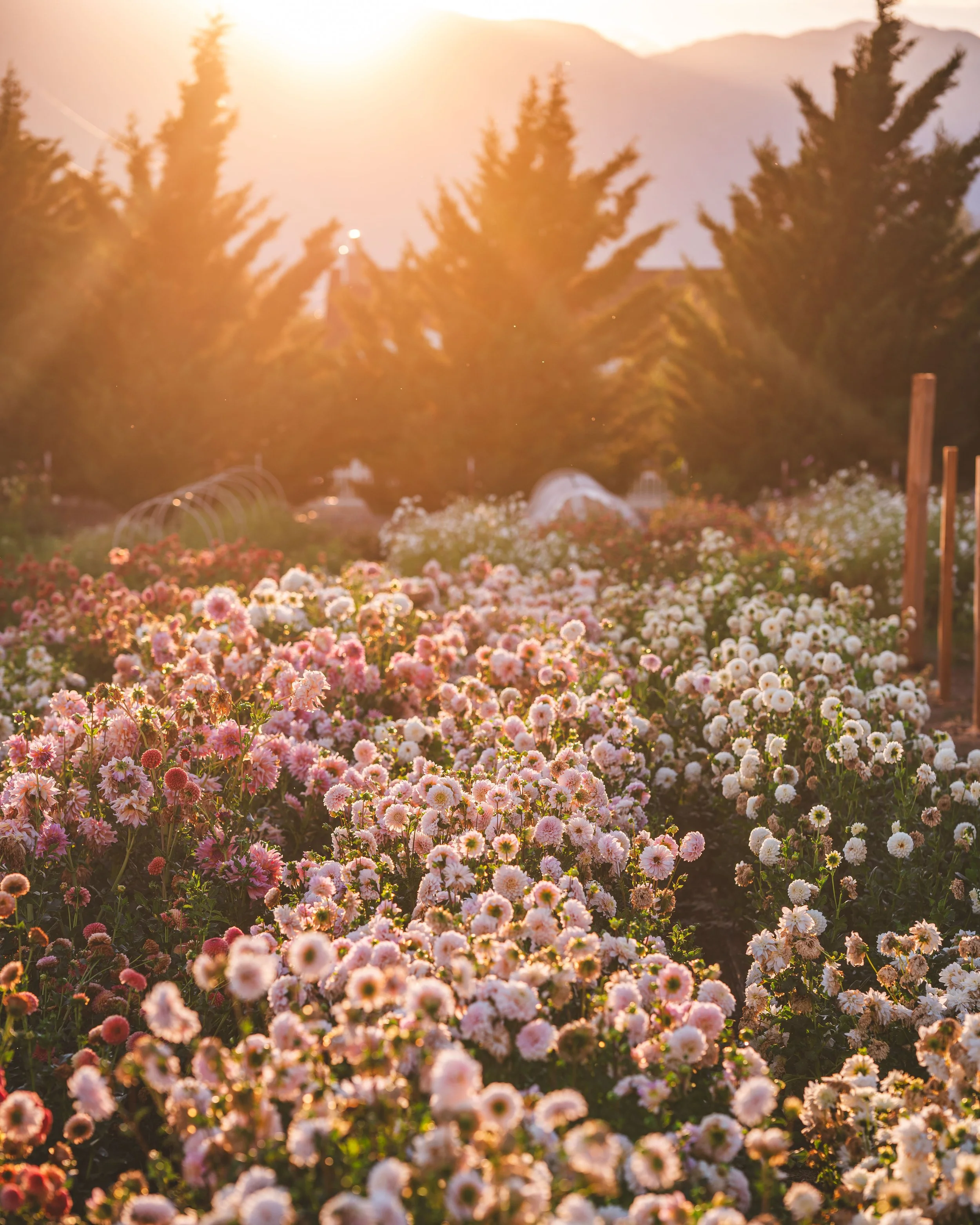 How to Divide Dahlias: Simple Steps for Healthier Tubers and More ...