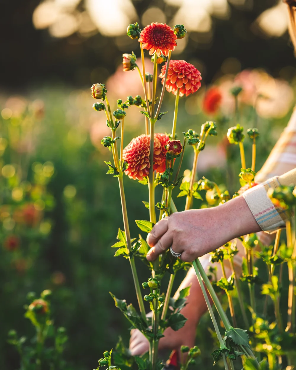 Goal Setting for Flower Farmers: A Practical Guide to Plan Your Best ...