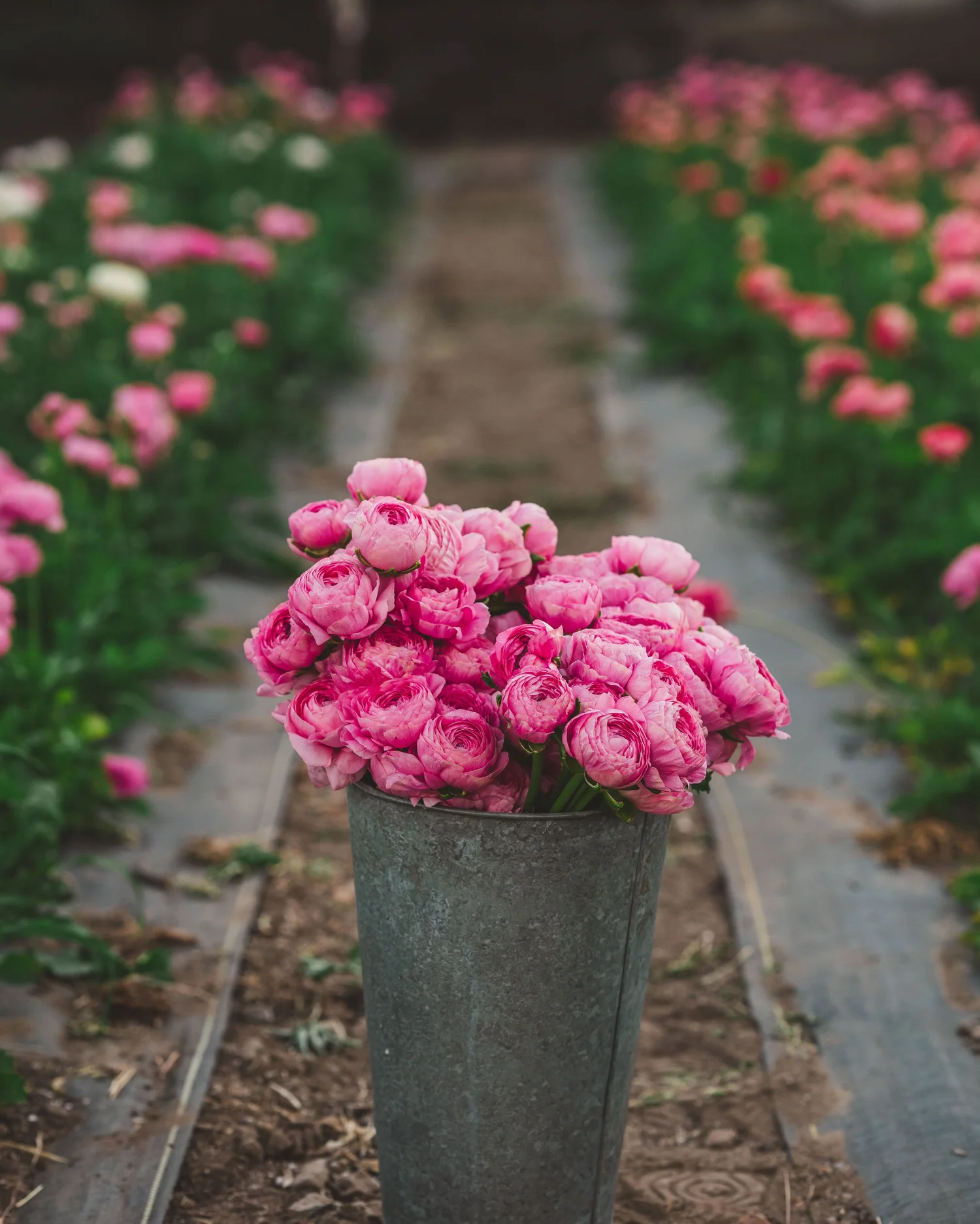 Budgeting for Flower Farmers: Strategies for Year Two and Beyond ...