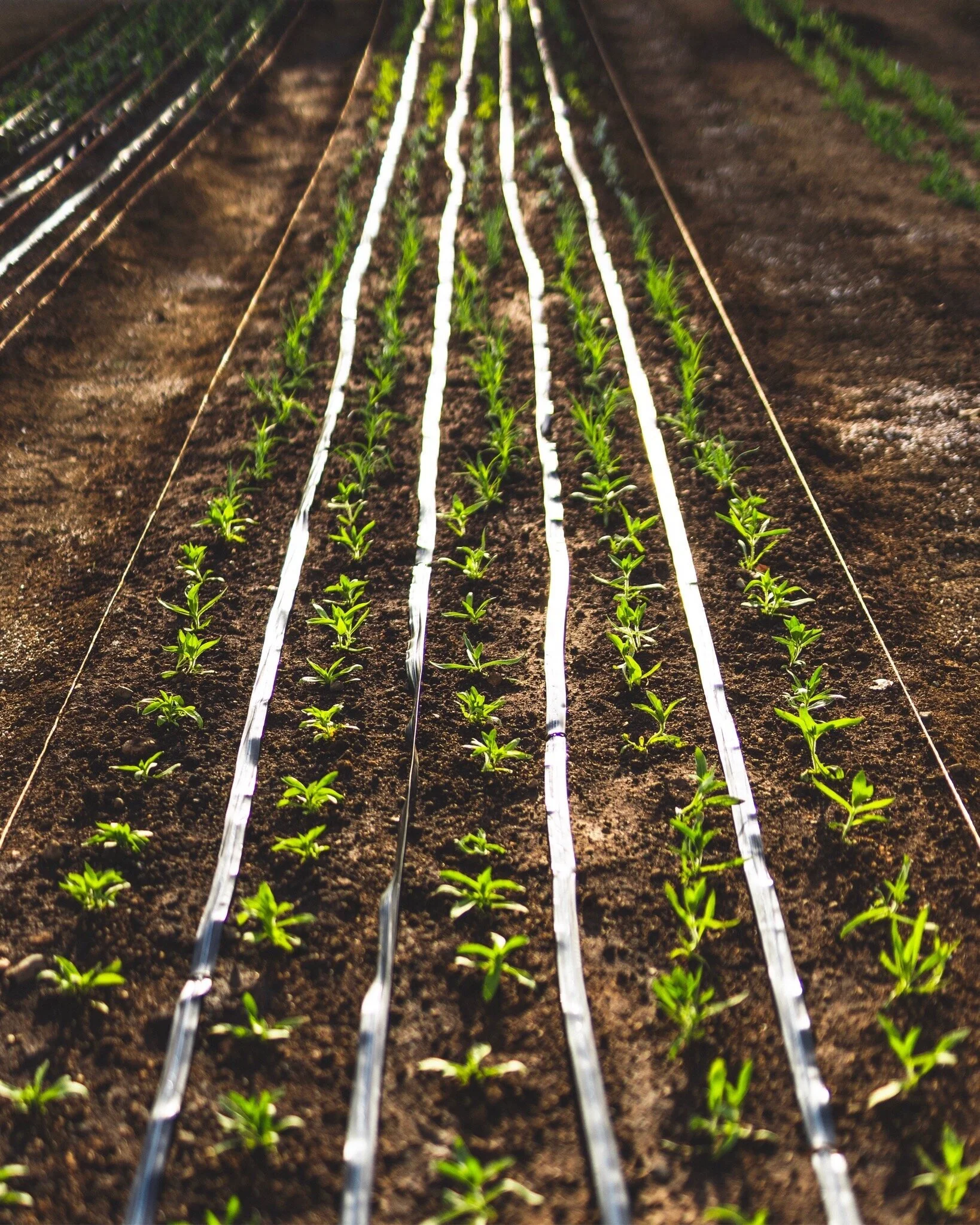 The Complete Guide to Transplanting Seedlings: Tips for Success ...