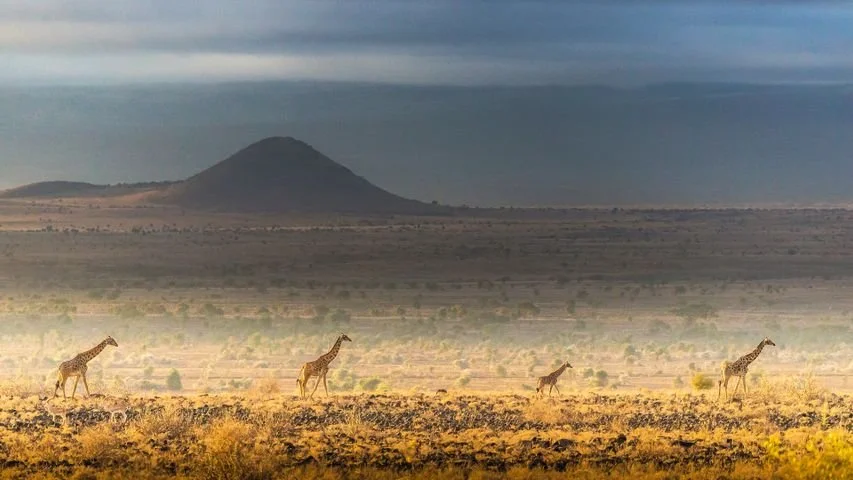 ZARAFA -- The Giraffe that Walked to Paris — Attic Planet