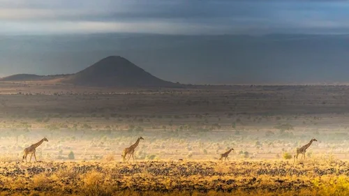 ZARAFA -- The Giraffe that Walked to Paris — Attic Planet
