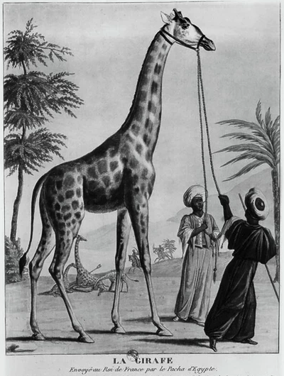 ZARAFA -- The Giraffe that Walked to Paris — Attic Planet