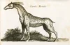 ZARAFA -- The Giraffe that Walked to Paris — Attic Planet
