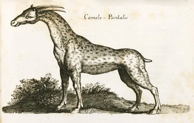 ZARAFA -- The Giraffe that Walked to Paris — Attic Planet