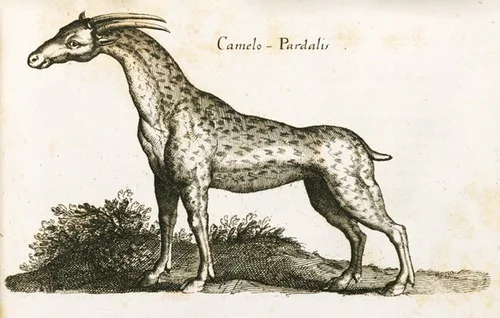 ZARAFA -- The Giraffe that Walked to Paris — Attic Planet