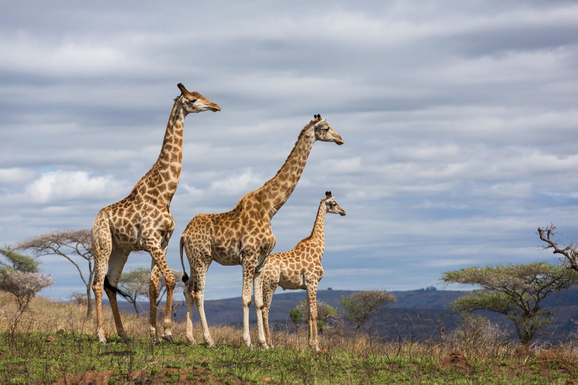 ZARAFA -- The Giraffe that Walked to Paris — Attic Planet