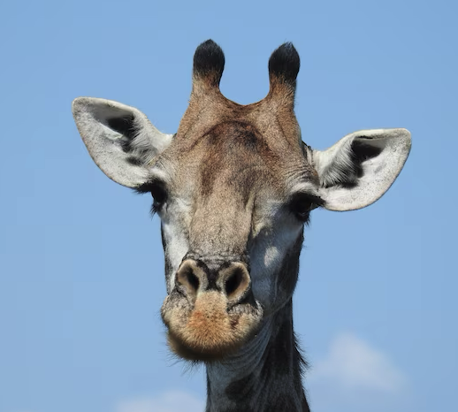 ZARAFA -- The Giraffe that Walked to Paris — Attic Planet