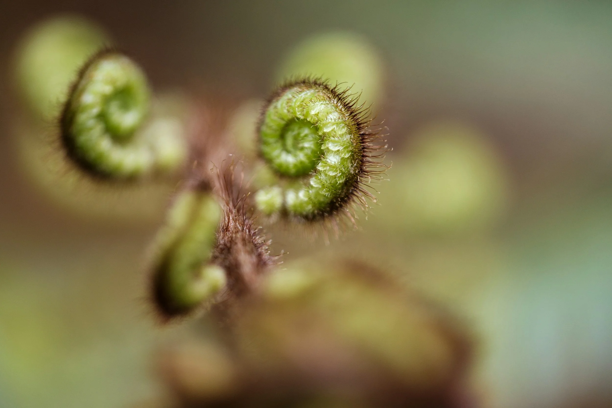 Our Story — Koru Health