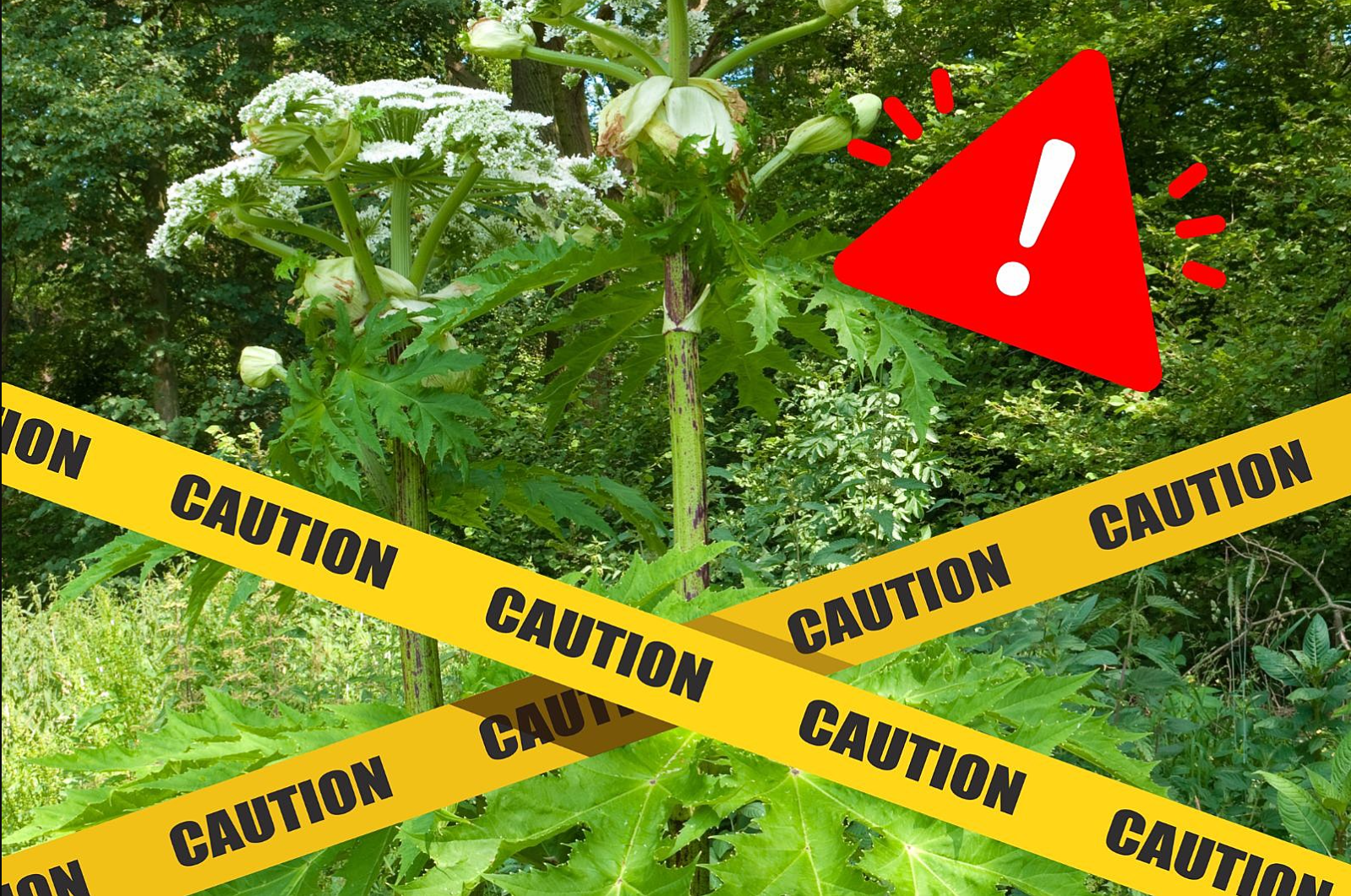 Giant Hogweed Mitigation Project