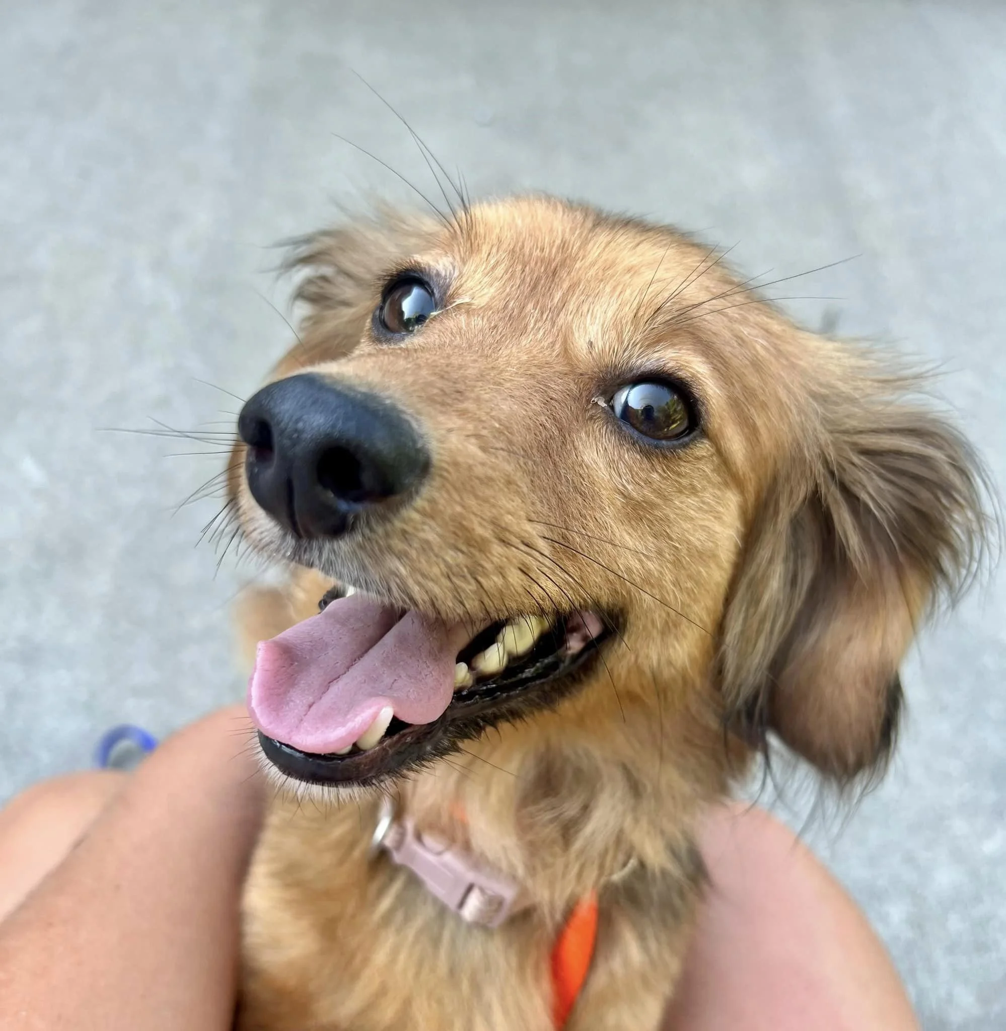 Save Them All Animal Rescue