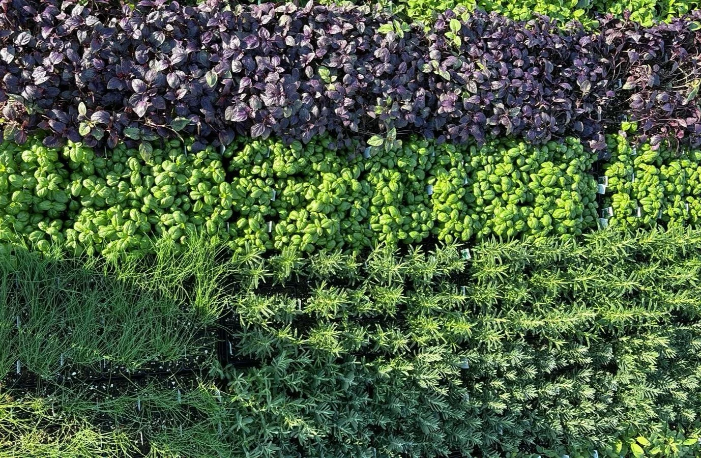 Medi Farm | Fresh Vegetables & Fruit | Nuts | Pen Argyl, PA