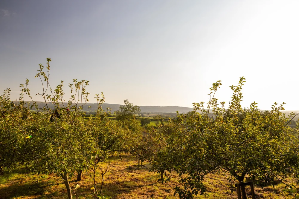 Barley Wood Cider Barn — Barley Wood Cider