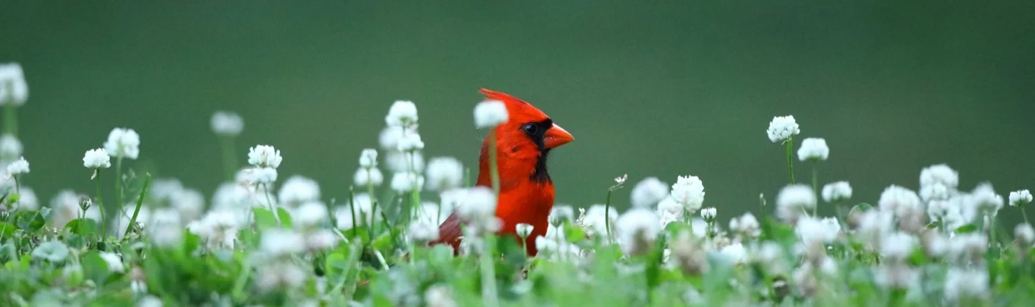 Cardinal Hospice of Kansas