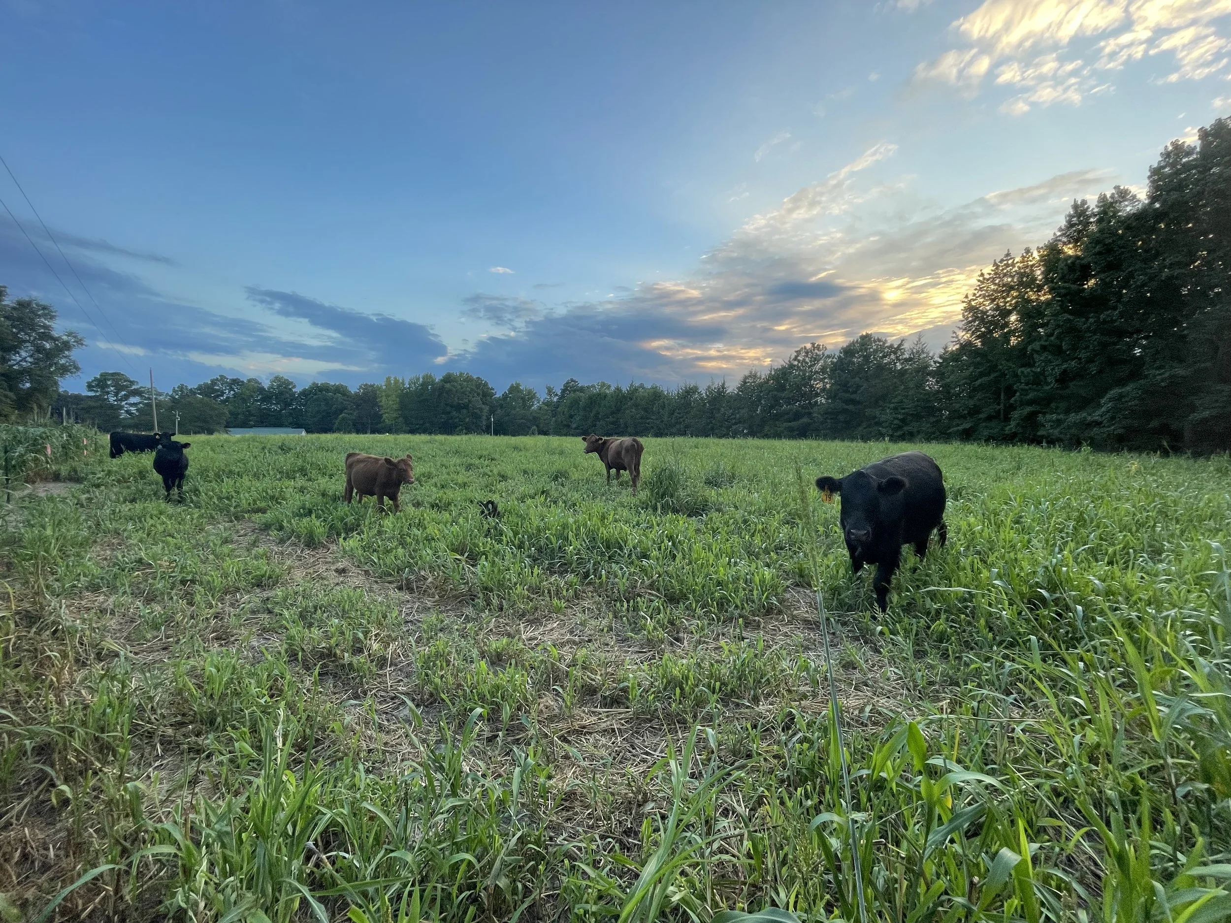 Lockwood Farms | Pasture-Raised Beef | Forest-Raised Pork | Pastured ...