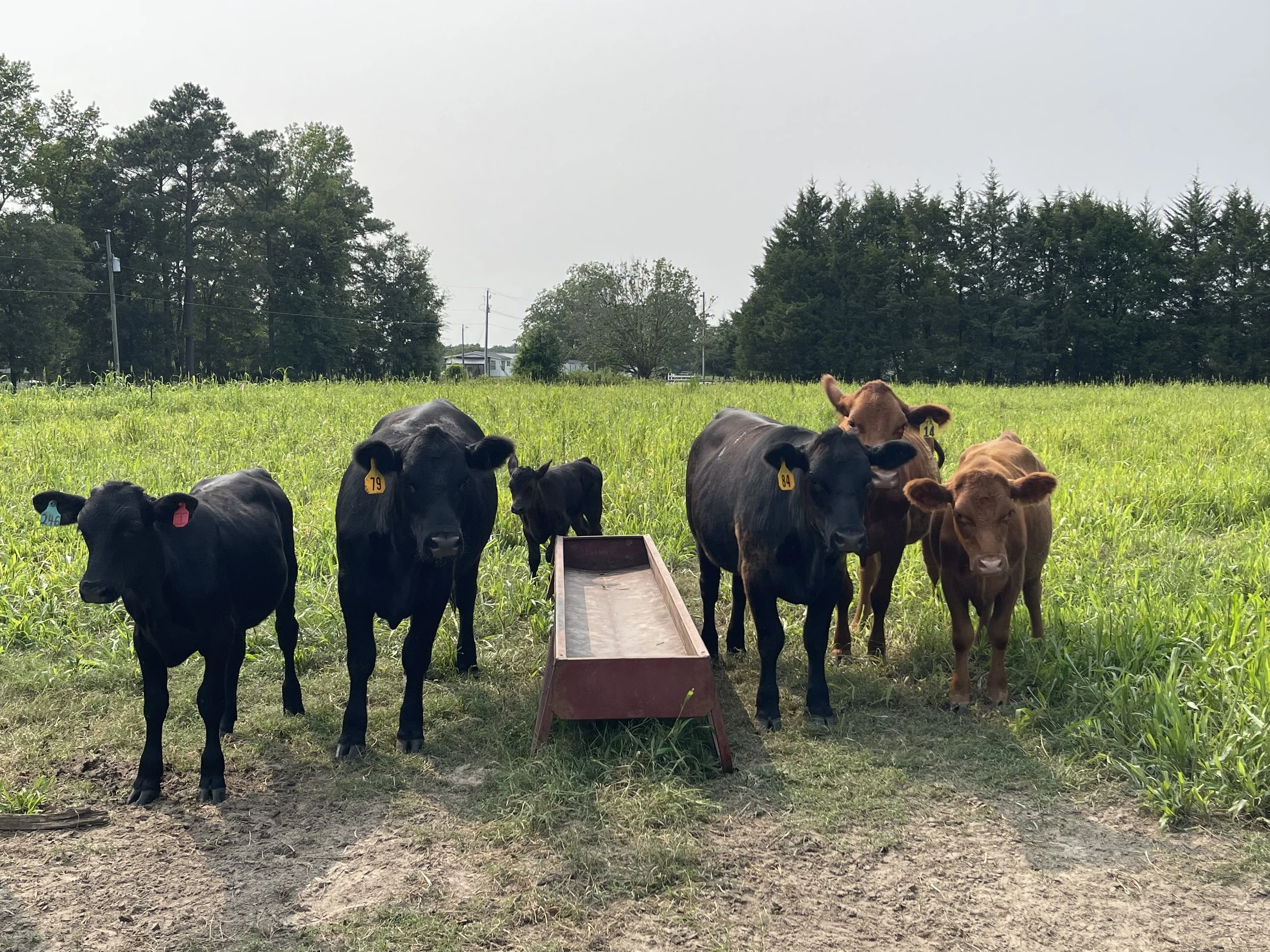 Practices | Regenerative & Sustainable Farming — Lockwood Farms