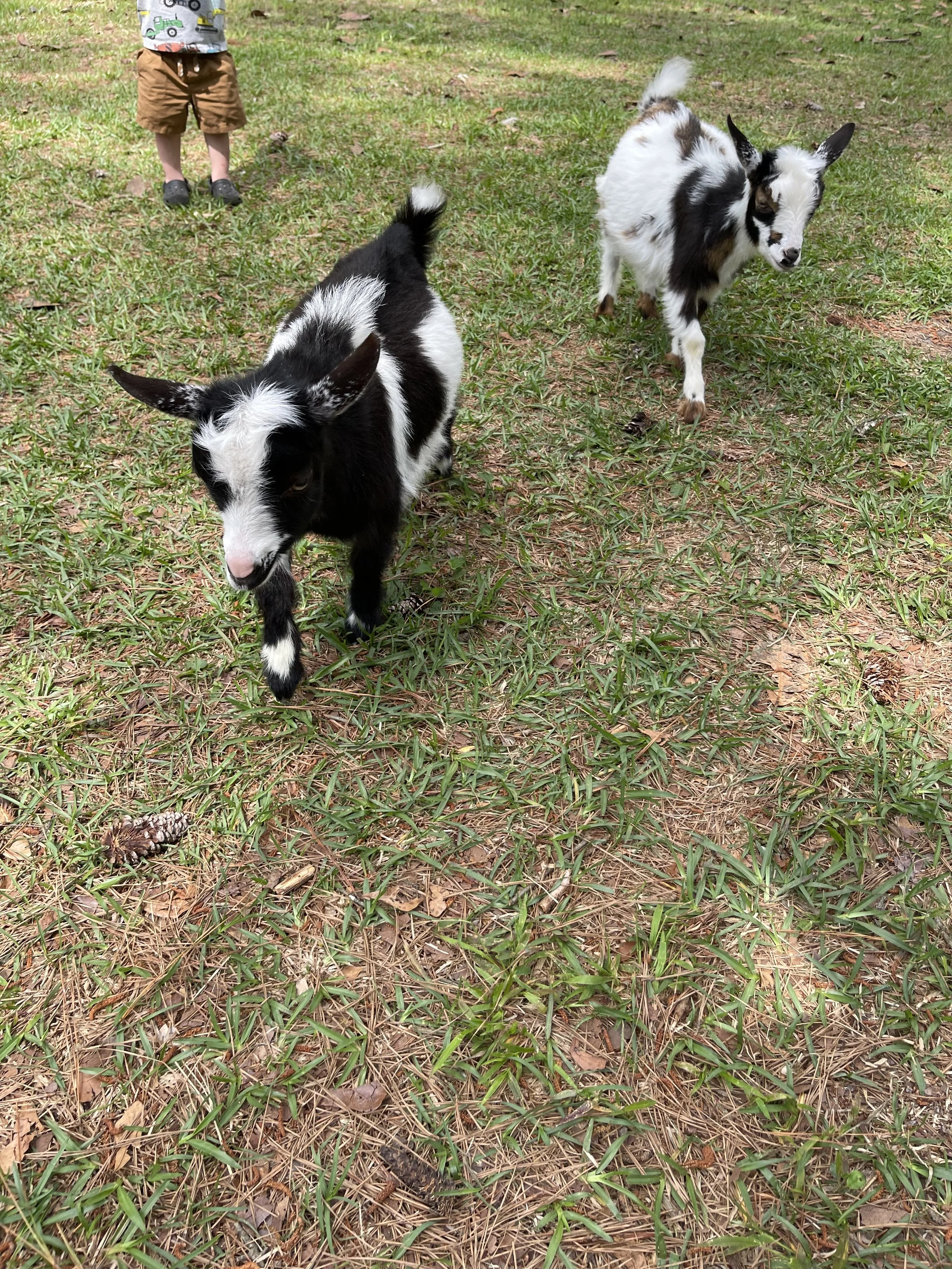 Practices | Regenerative & Sustainable Farming — Lockwood Farms