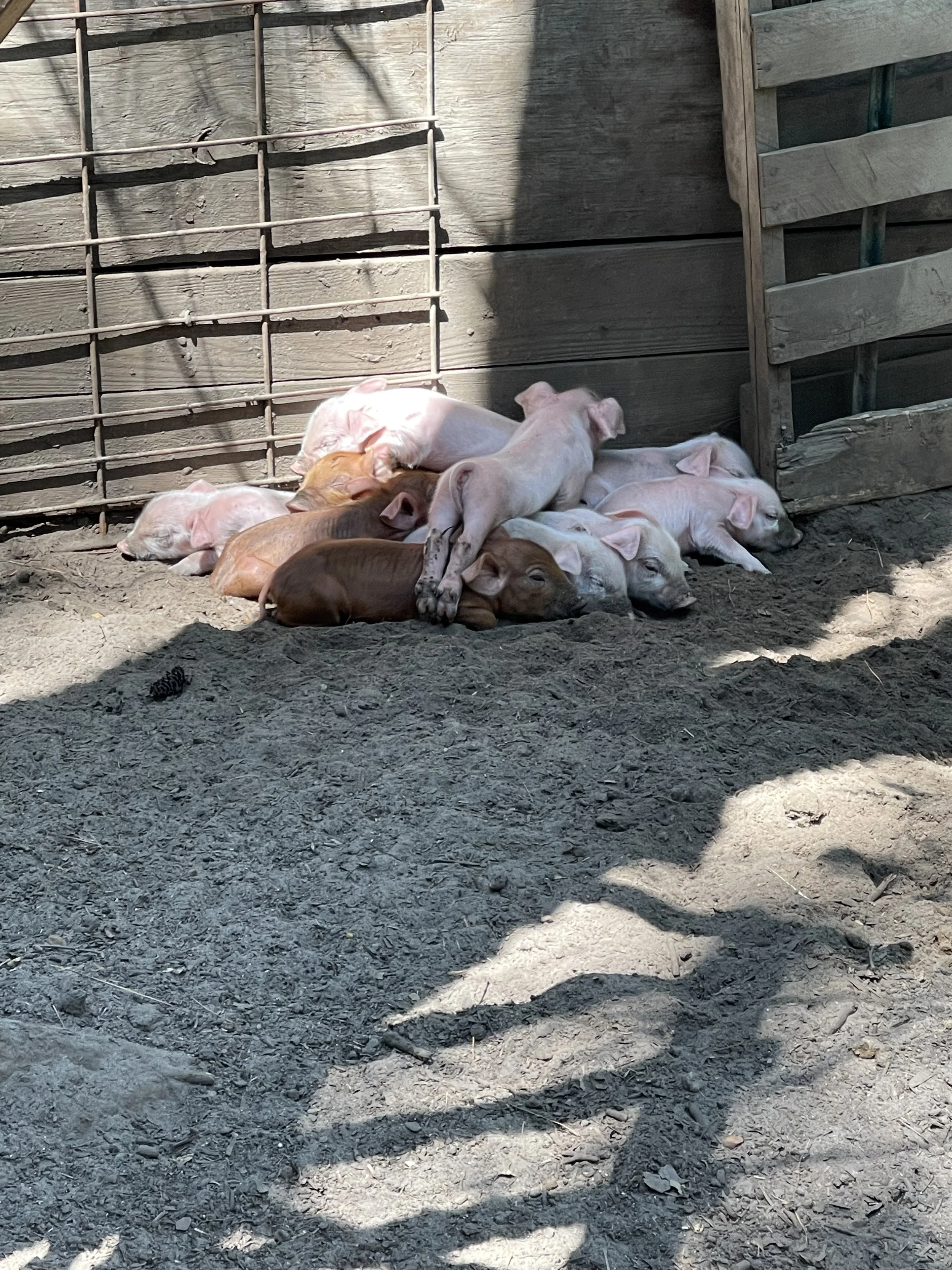 Practices | Regenerative & Sustainable Farming — Lockwood Farms