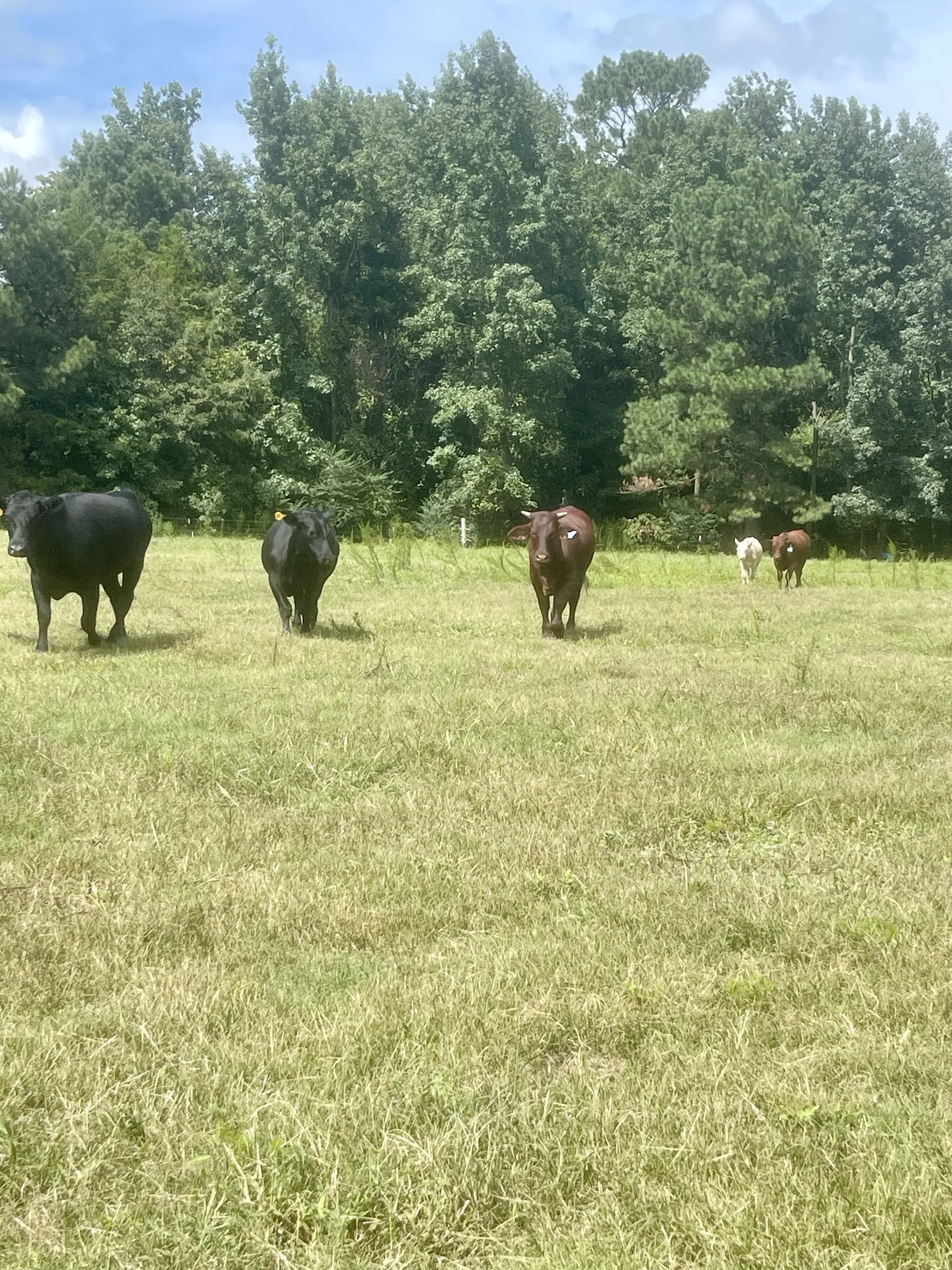 Practices | Regenerative & Sustainable Farming — Lockwood Farms