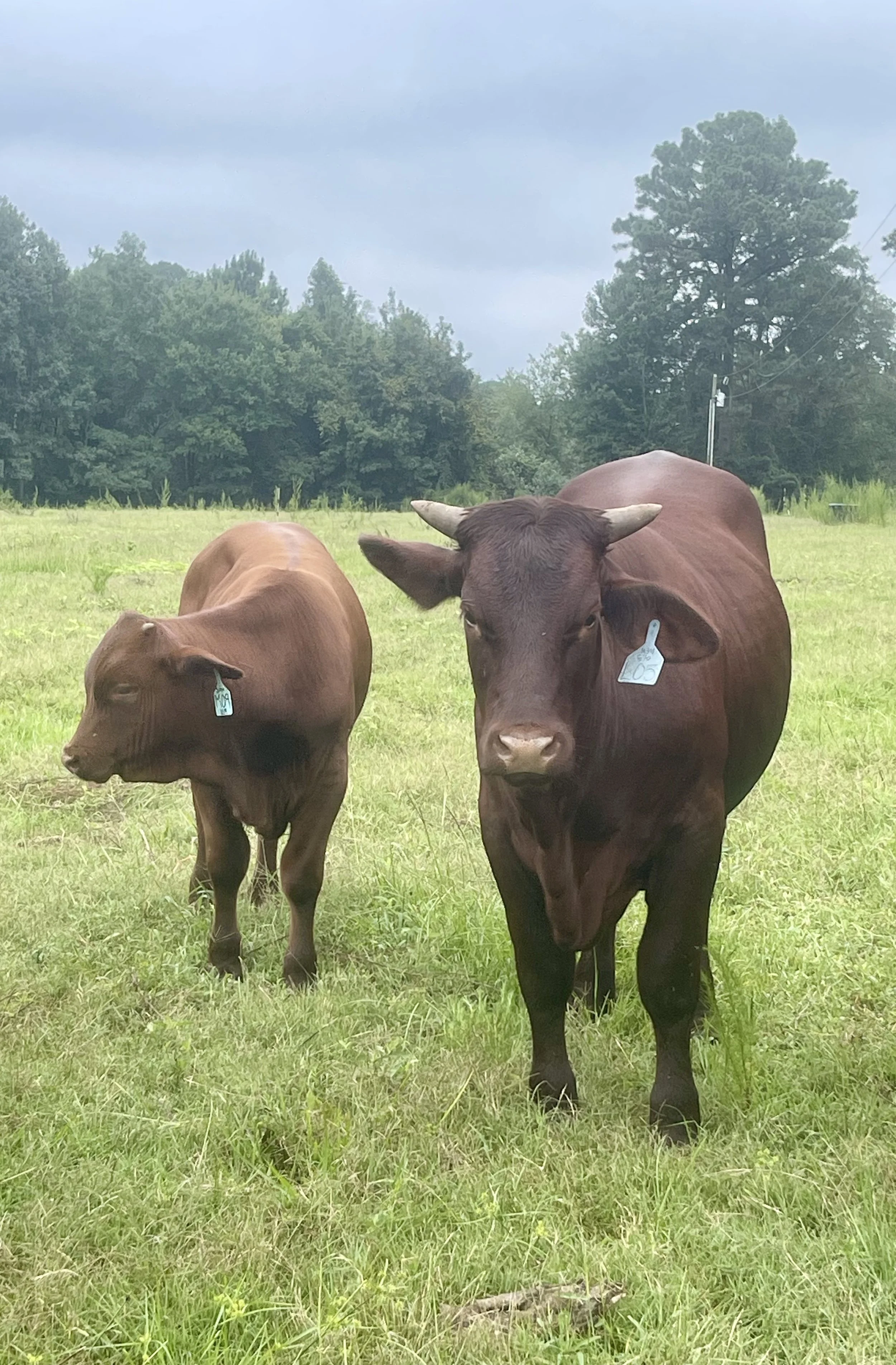 Practices | Regenerative & Sustainable Farming — Lockwood Farms
