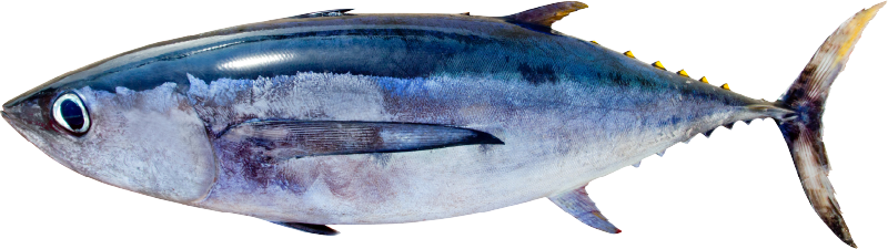 4Seas | Australian Wild Caught Tuna + Swordfish