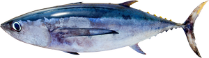 4Seas | Australian Wild Caught Tuna + Swordfish