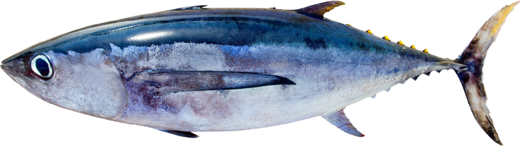 4Seas | Australian Wild Caught Tuna + Swordfish