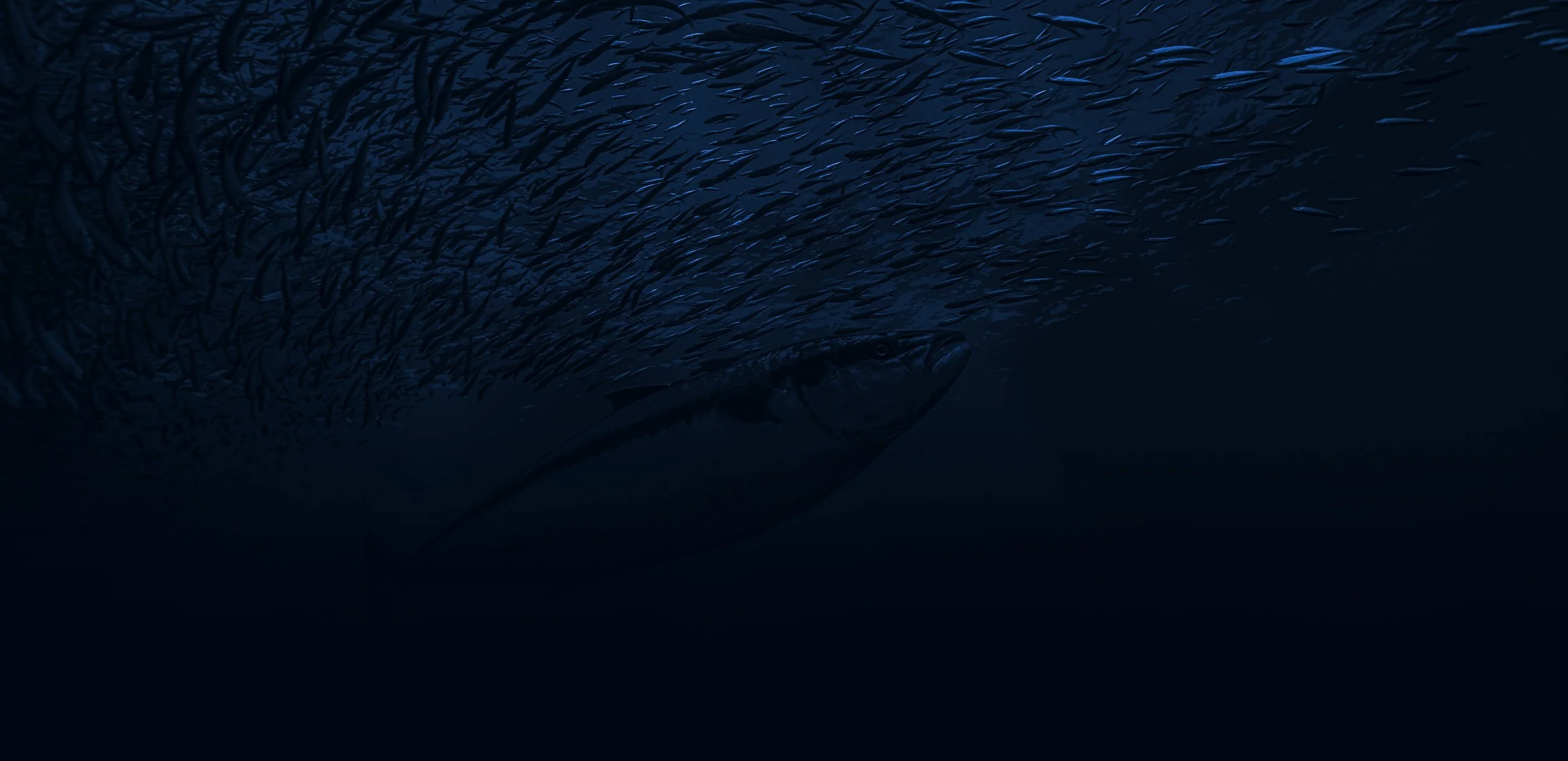 4Seas | Australian Wild Caught Tuna + Swordfish