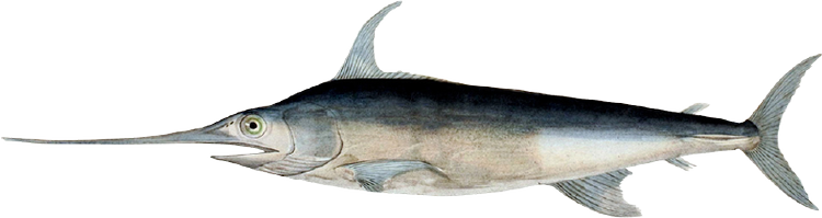 4Seas | Australian Wild Caught Tuna + Swordfish