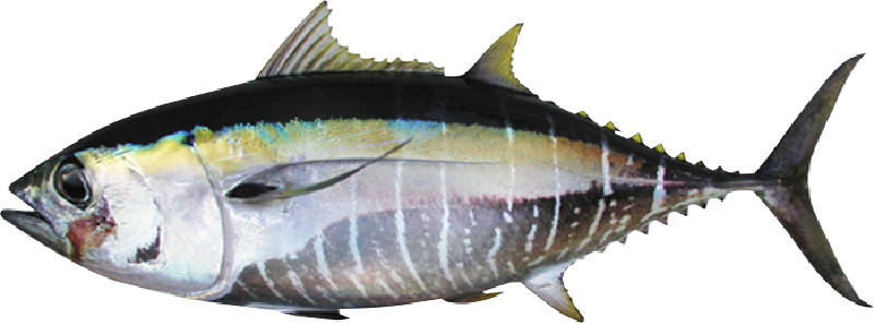 4Seas | Australian Wild Caught Tuna + Swordfish