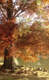 Tree Preservation Order (TPO) Applications & Advice — All Silva