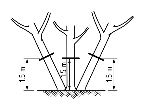 Root Protection Area Calculator Tool — All Silva