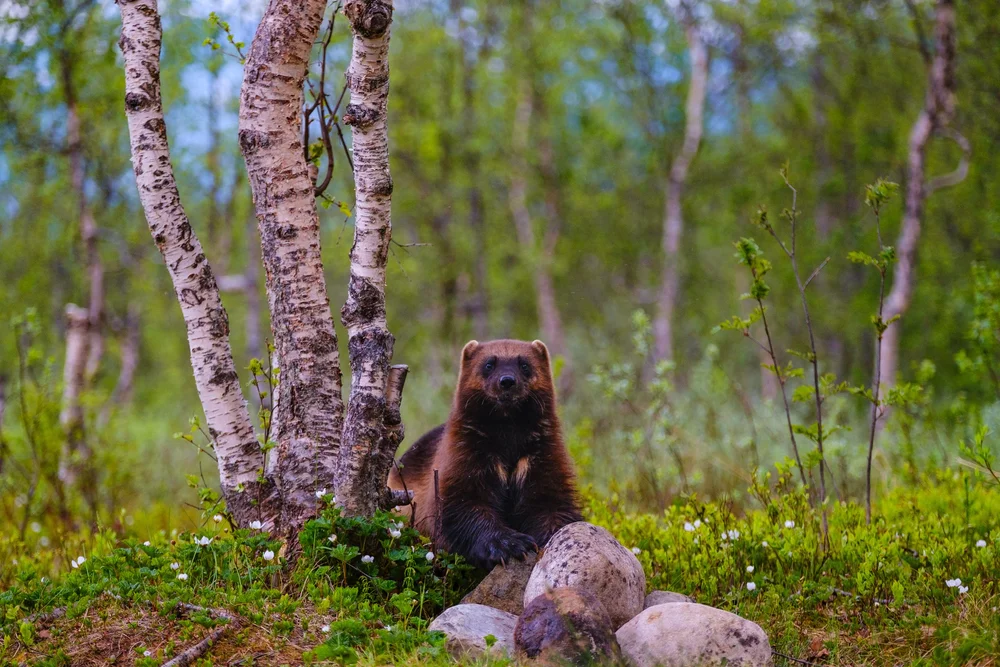 Jerv | Polar Park — Polar Park